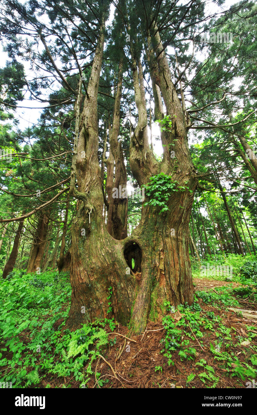 Cedar in Yamagata in Japan Stock Photo - Alamy
