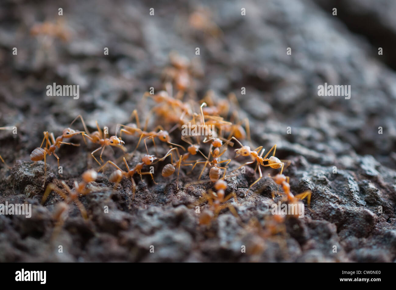 red ants on the tree Stock Photo - Alamy