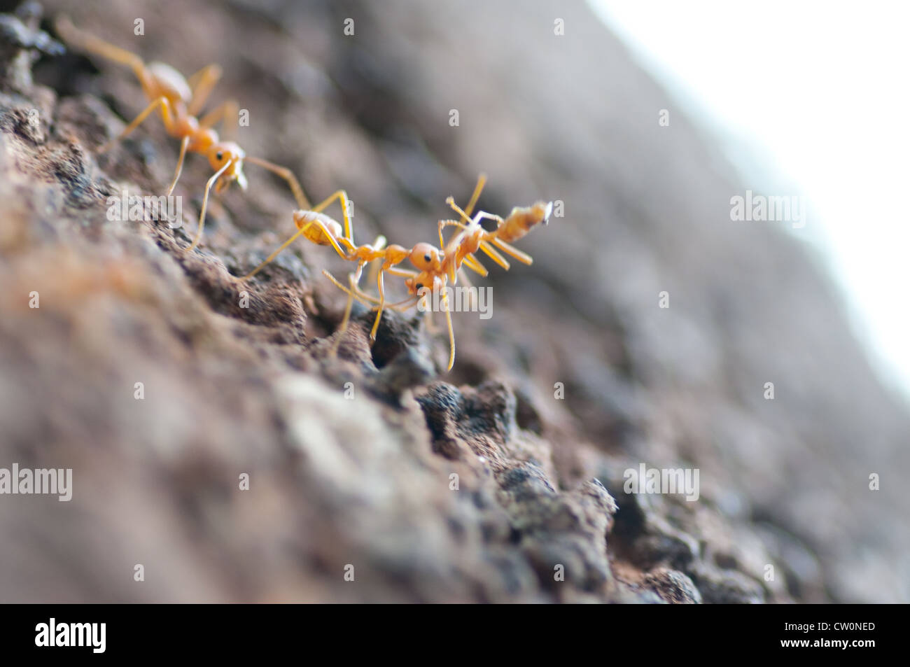 red ants on the tree Stock Photo - Alamy