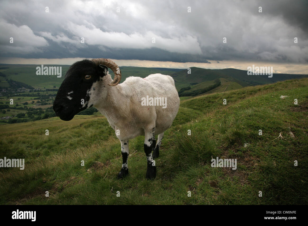 Sheep near Mam Tor, Peak District, Derbyshire Stock Photo - Alamy