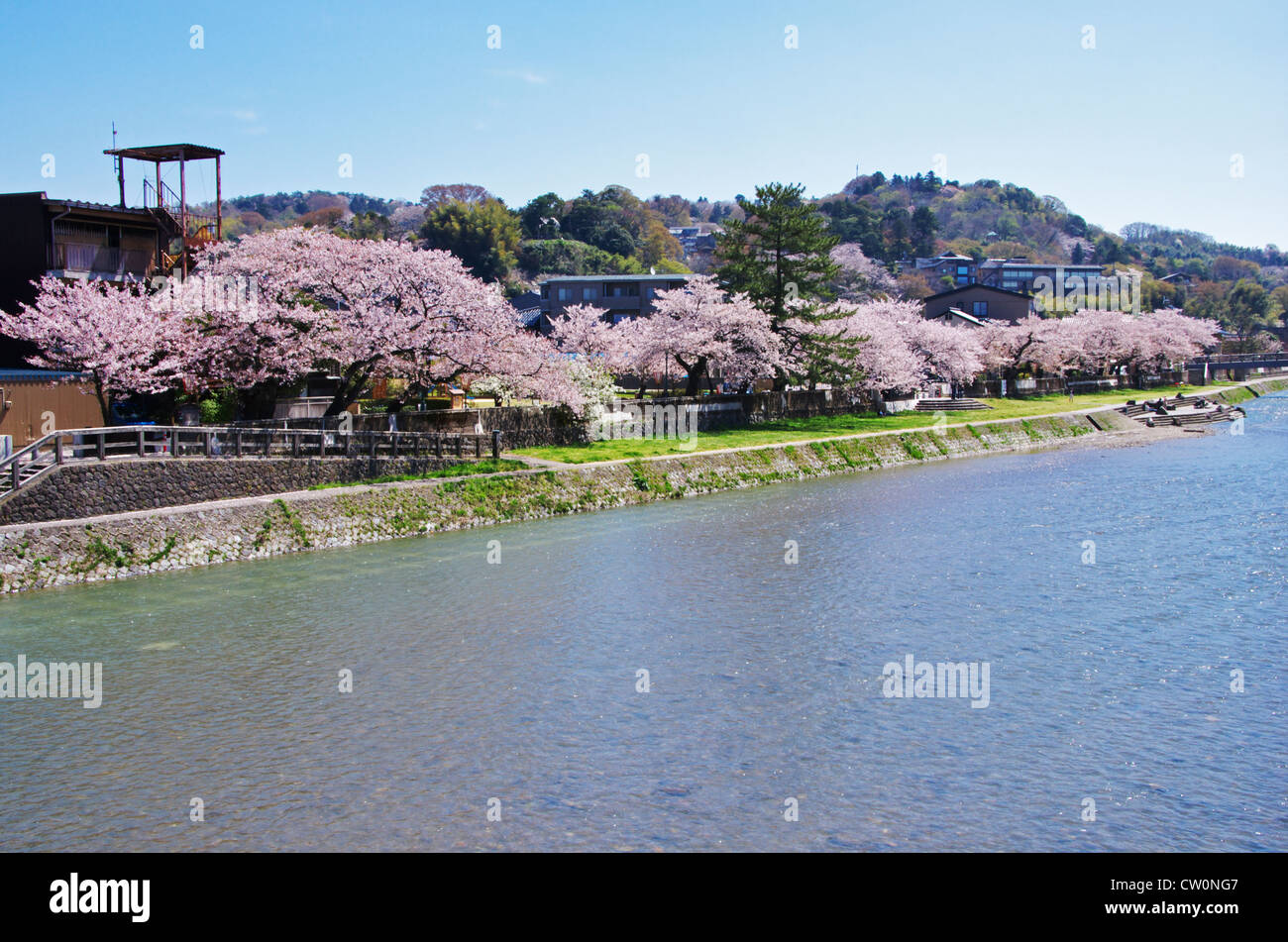 Cherry blossom in Ishikawa in Japan Stock Photo - Alamy