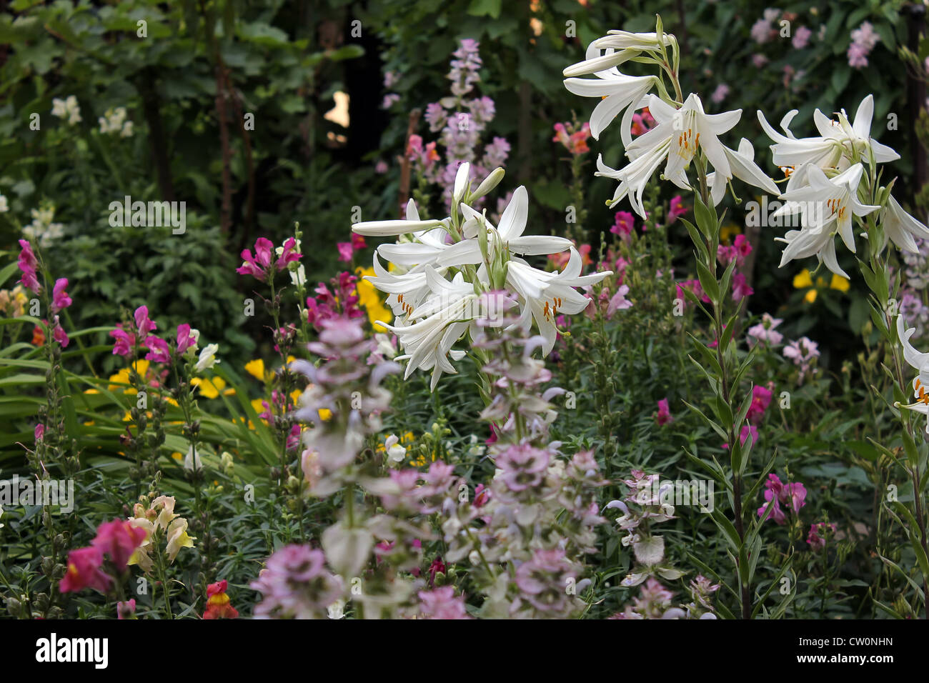 Beautiful flowers in garden at sun Stock Photo - Alamy