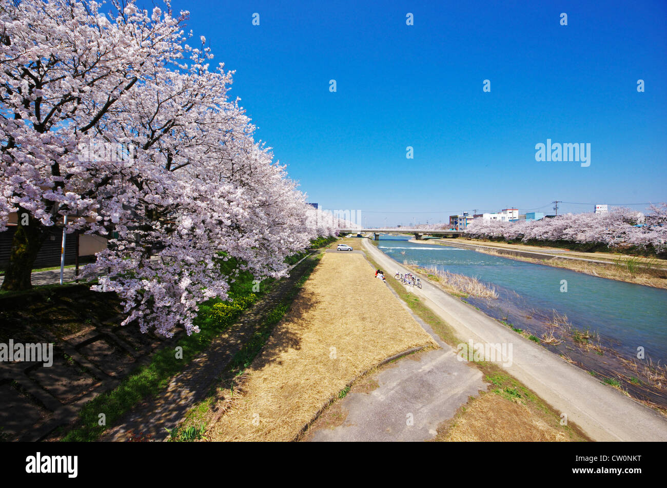 Bo tree japan hi-res stock photography and images - Alamy