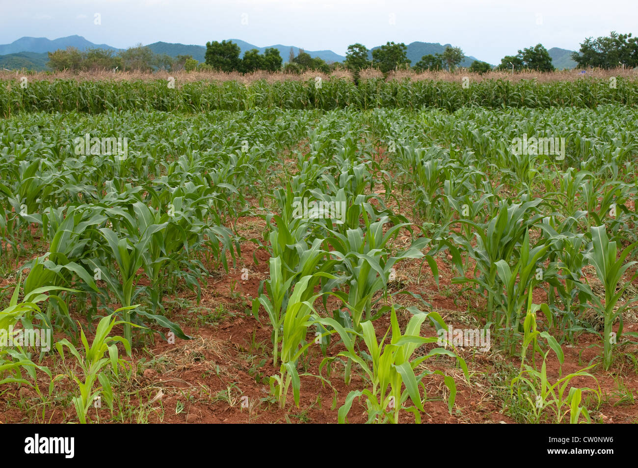 Farm corn and mountains hi-res stock photography and images - Alamy