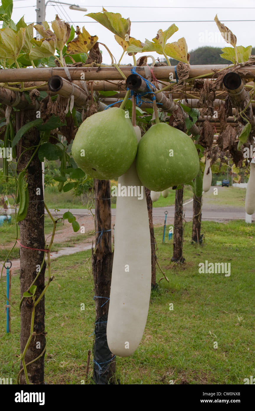 big green gourd in the garden Stock Photo - Alamy