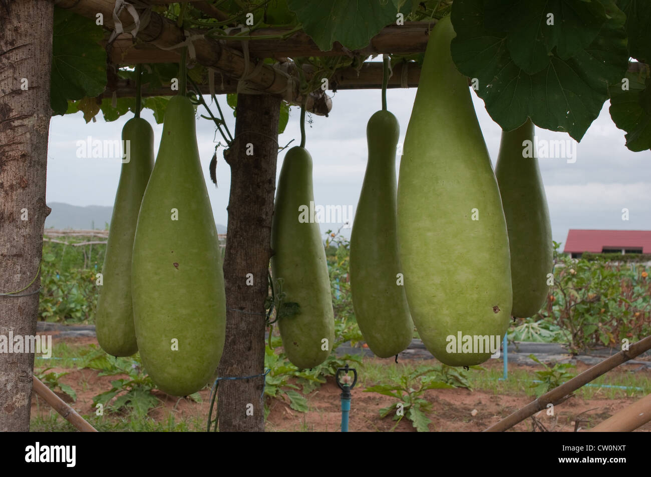 big green gourd in the garden Stock Photo - Alamy
