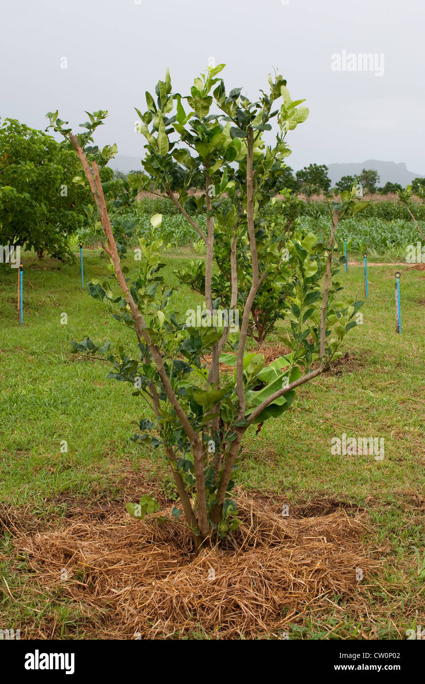 lemon tree in lemon farm Stock Photo - Alamy