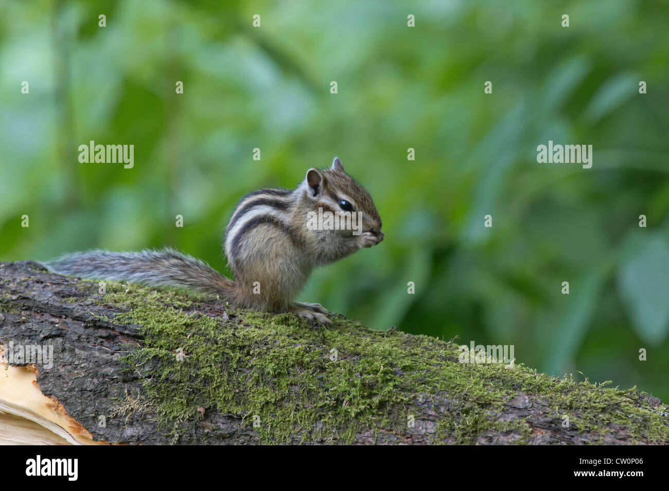 Chipmunk eating nuts hi-res stock photography and images - Alamy