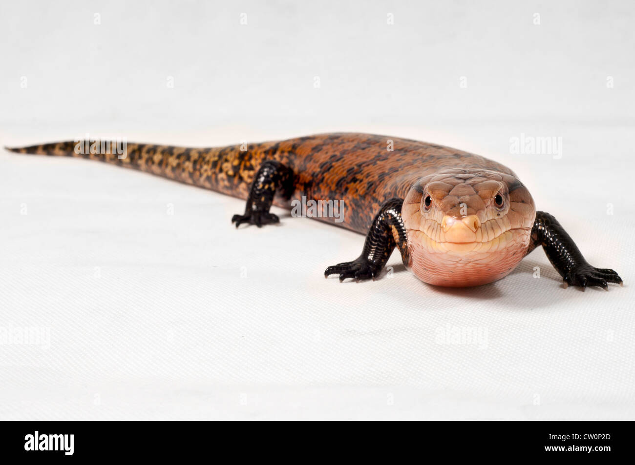 Reptile asia taken in the studio Stock Photo - Alamy