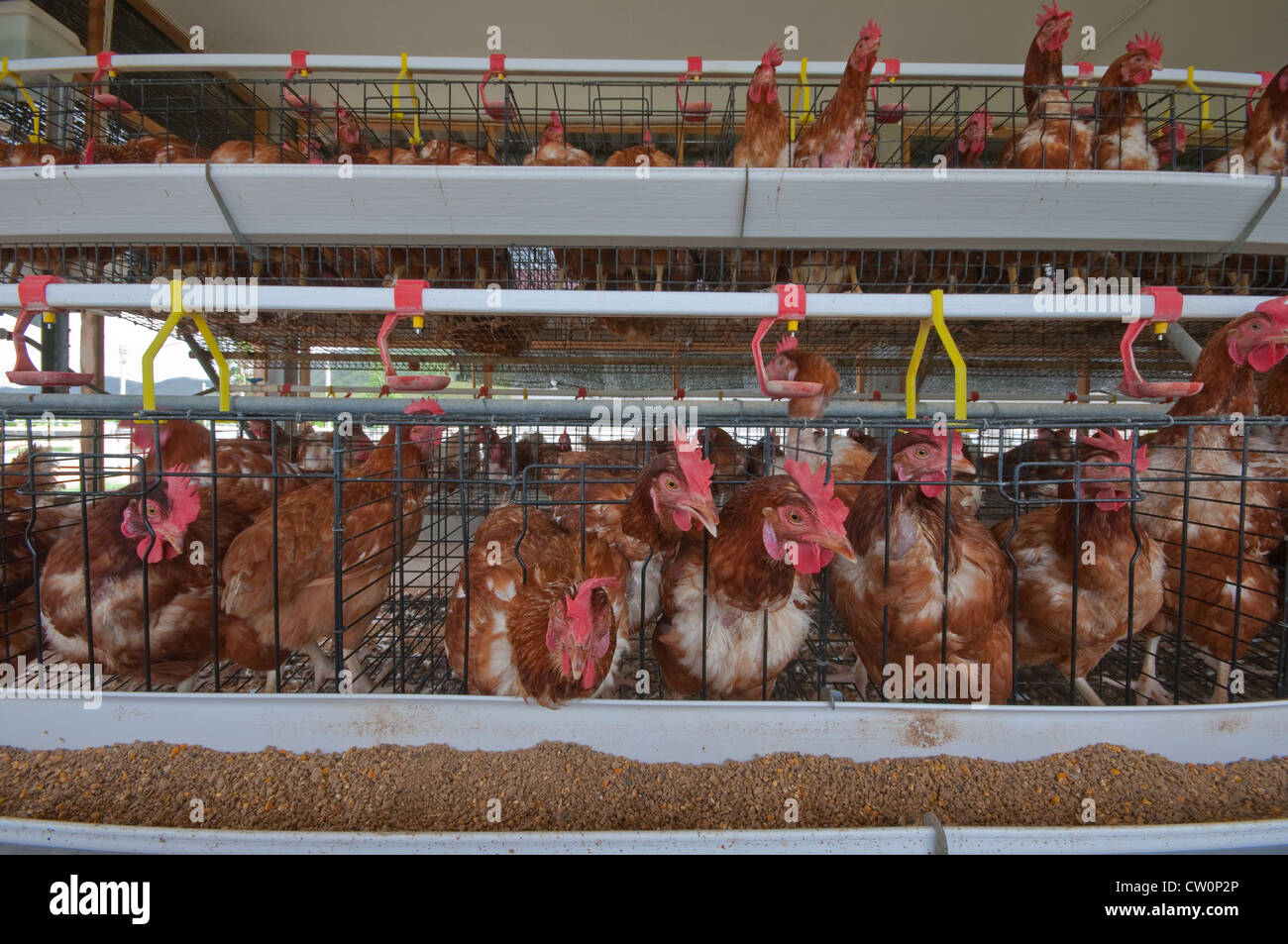 Red chickens in cell sections Stock Photo - Alamy
