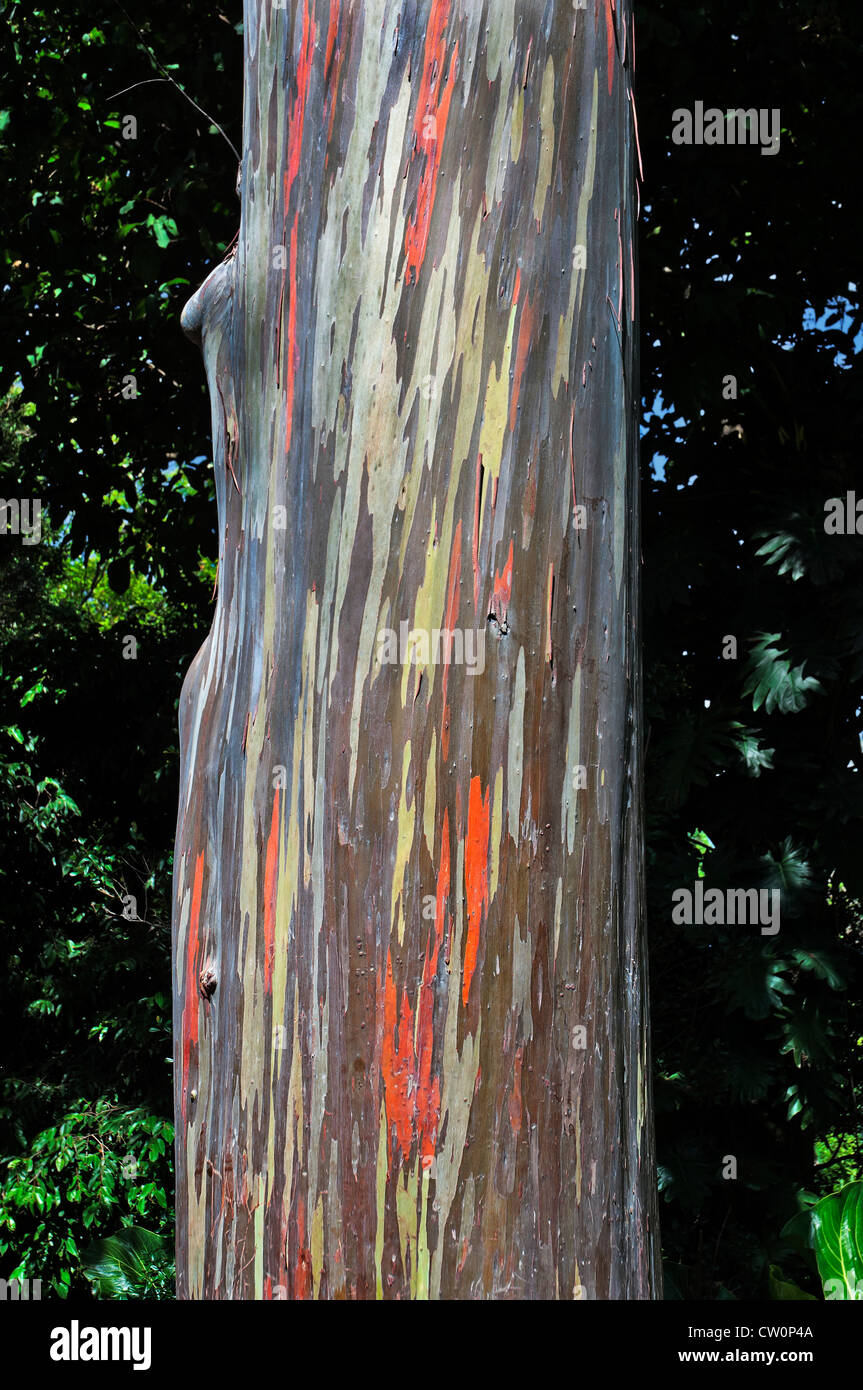 Fairchild Tropical Botanical Gardens at Coral Gables, a suburb of Miami ...