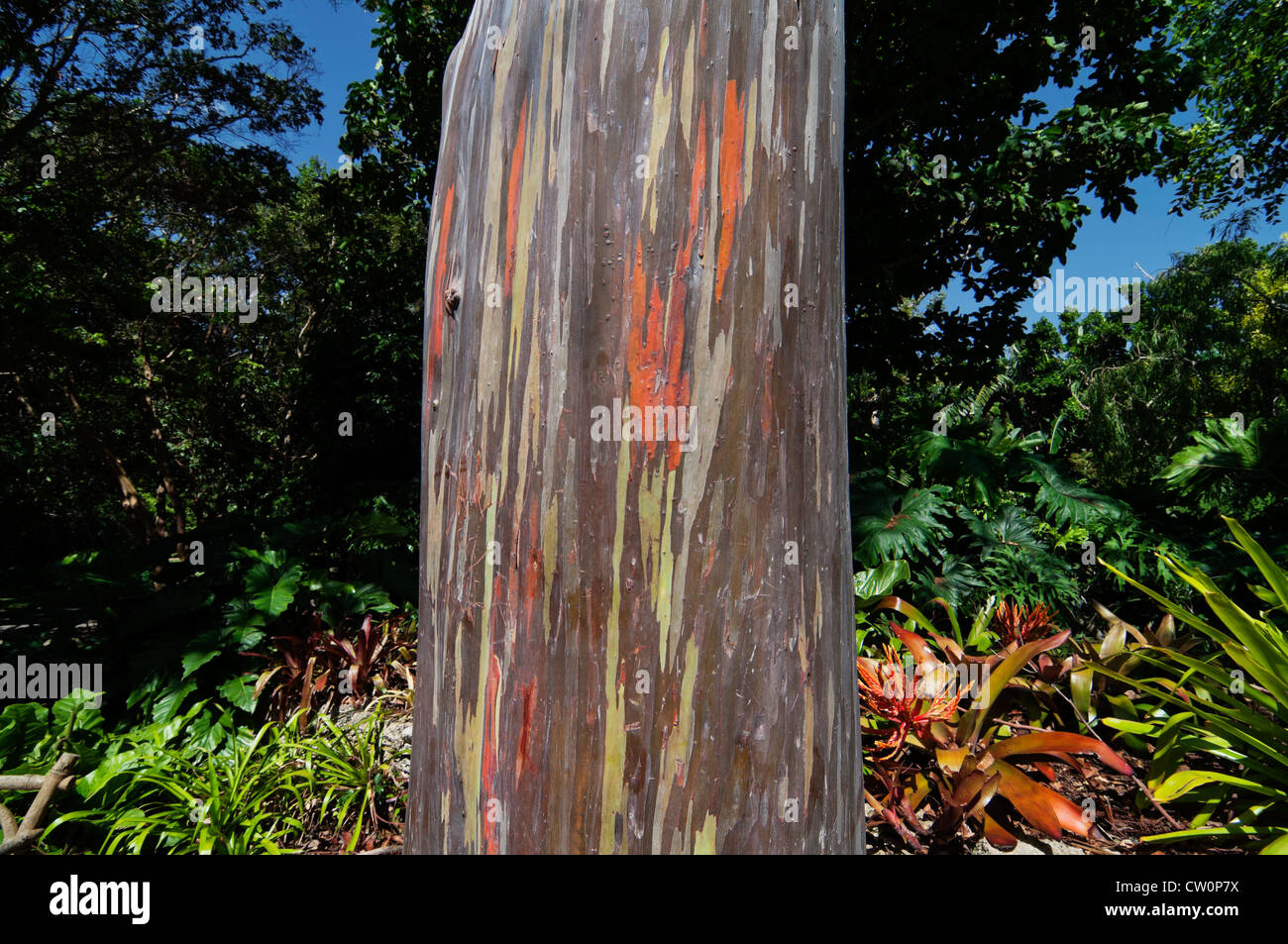 Fairchild Tropical Botanical Gardens at Coral Gables, a suburb of Miami ...