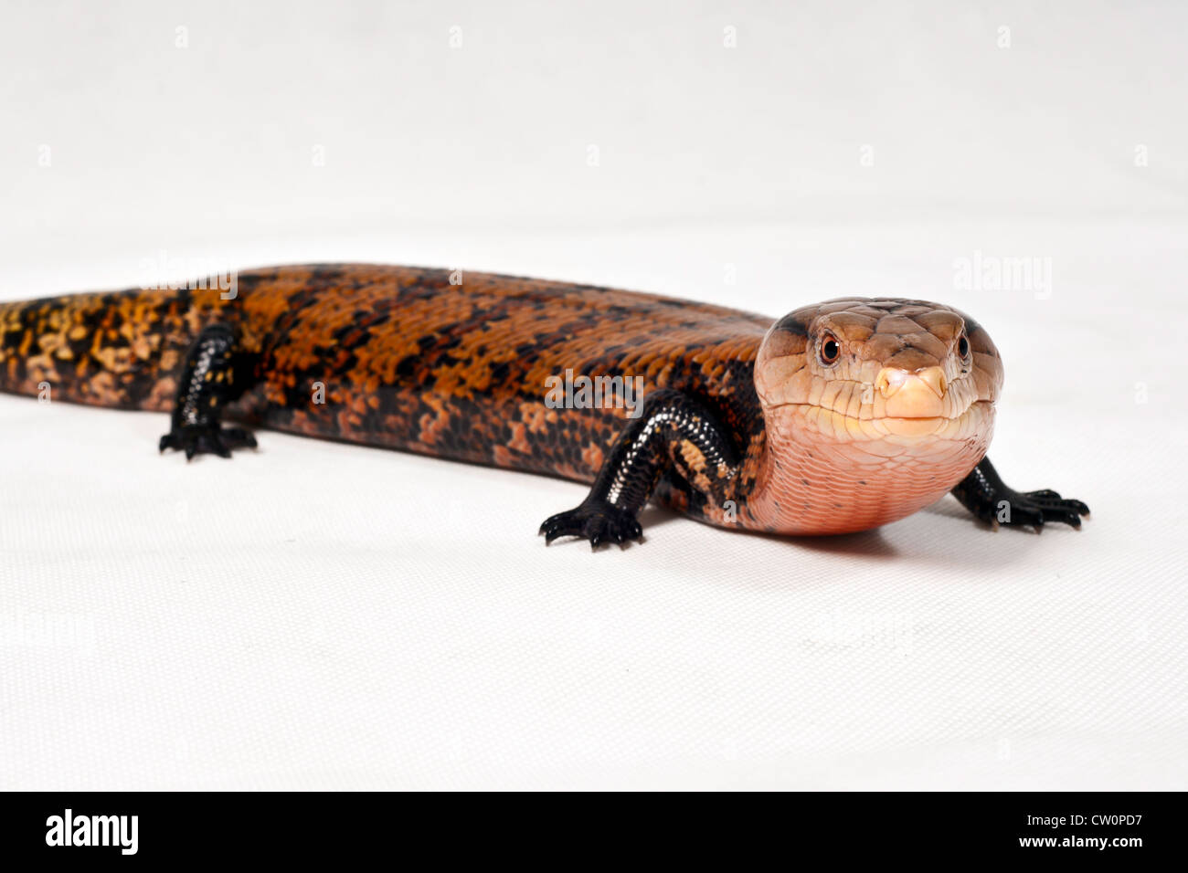 Panama reptile hi-res stock photography and images - Alamy