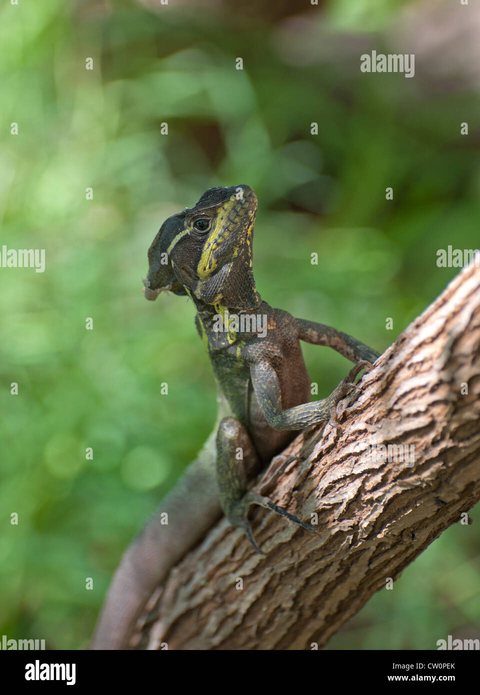Florida basilisk hi-res stock photography and images - Alamy
