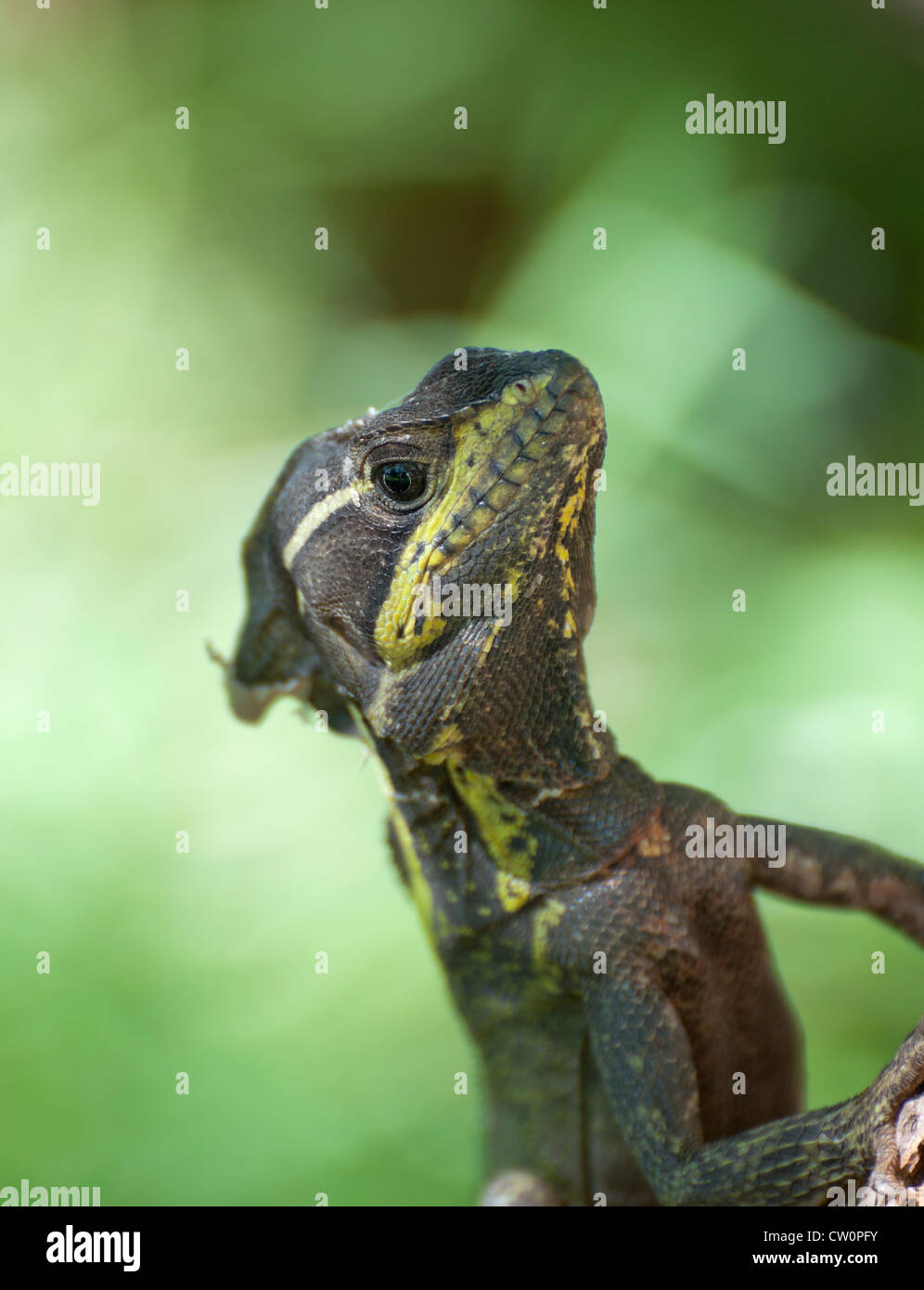 Fairchild Tropical Botanical Gardens at Coral Gables, a suburb of Miami ...