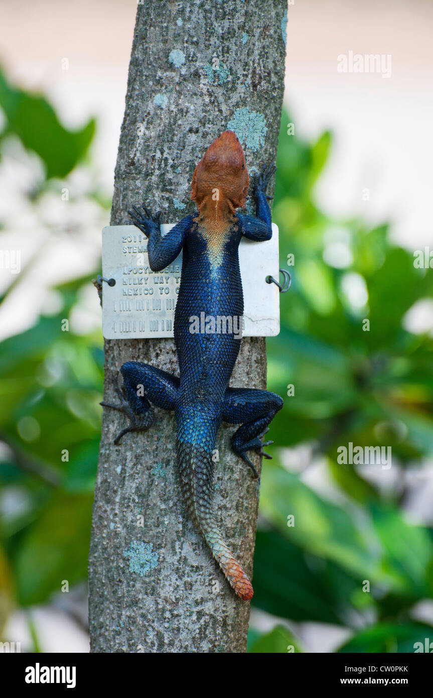 Fairchild Tropical Botanical Gardens at Coral Gables, a suburb of Miami ...
