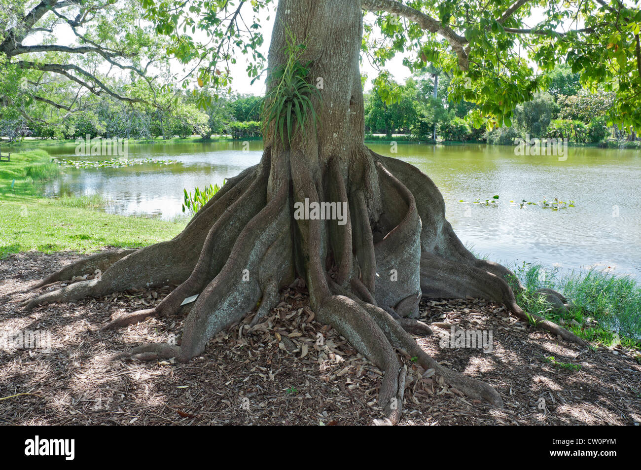Fairchild Tropical Botanical Gardens at Coral Gables, a suburb of Miami ...