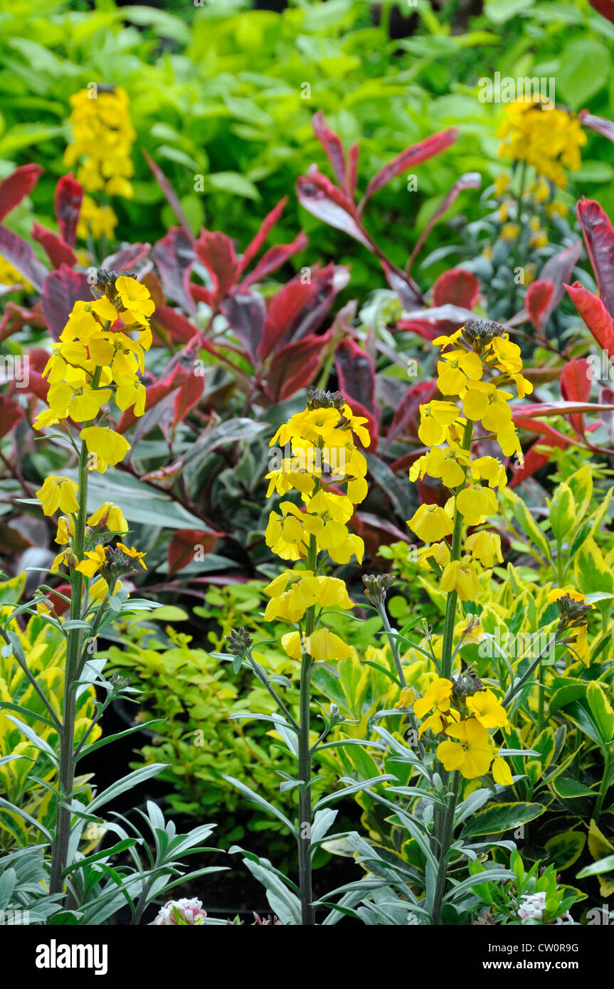 Erysimum, Yellow Wallflower Stock Photo - Alamy