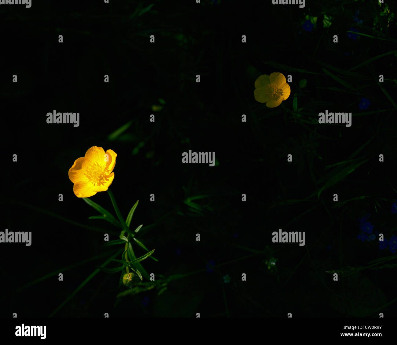 Creeping buttercup Ranunculus repens in sunlight shaft Stock Photo - Alamy