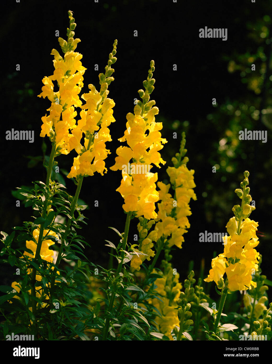 Yellow Snapdragon Antirrhinum majus Stock Photo - Alamy