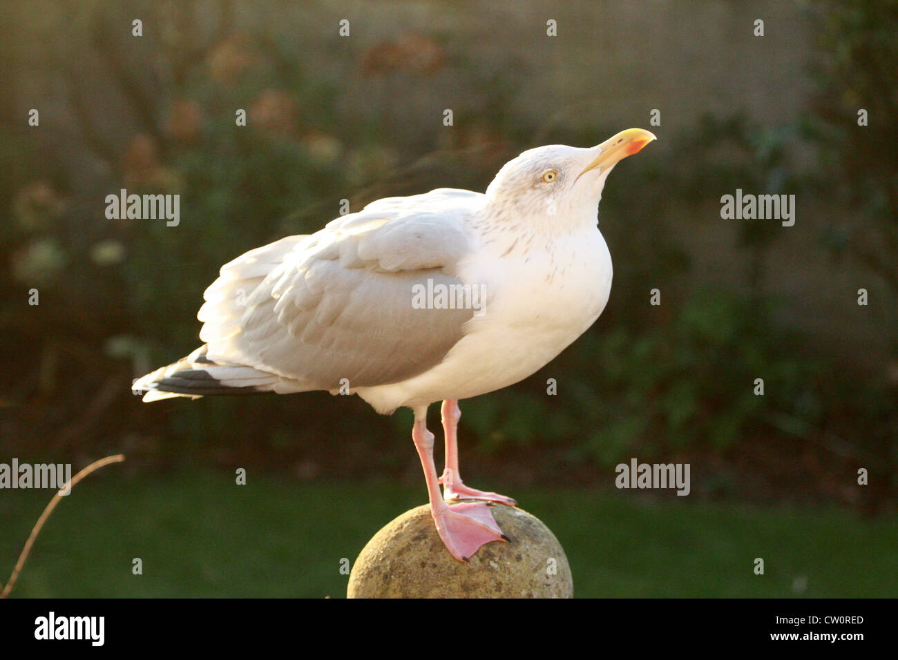 A seagull comes to rest on a garden ornament Stock Photo - Alamy