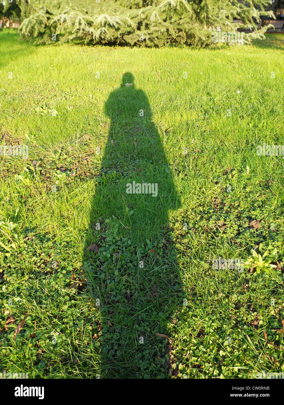 Woman's silhouette shadow on the green grass Stock Photo - Alamy