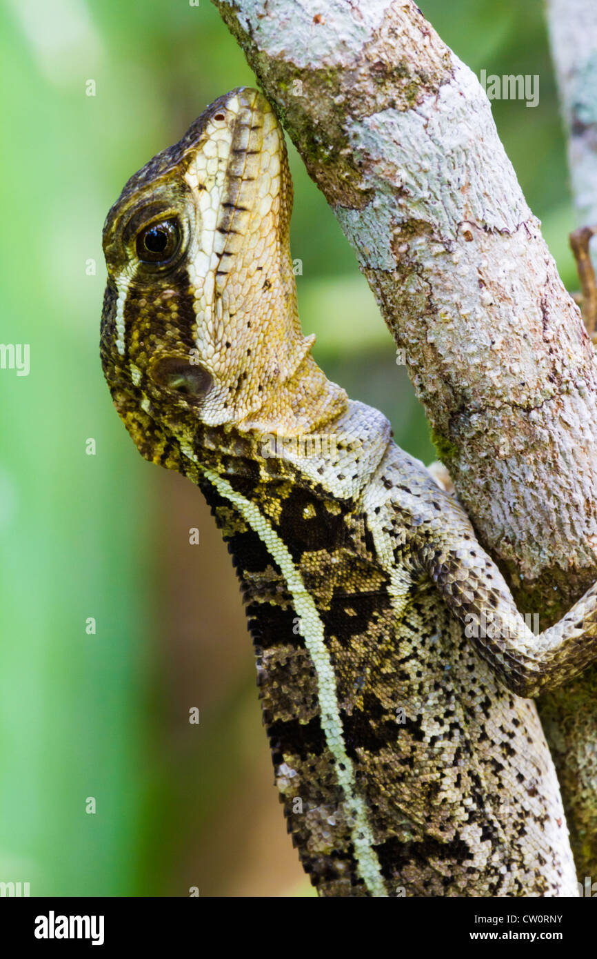 Lizard hugs hi-res stock photography and images - Alamy
