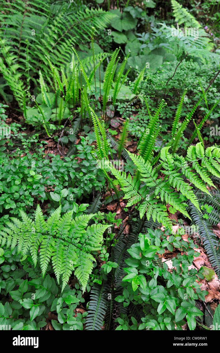 Undergrowth vegetation in forest showing ferns and bramble in spring ...