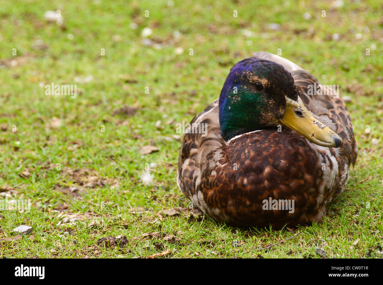 Duck resting on the river bank Stock Photo - Alamy