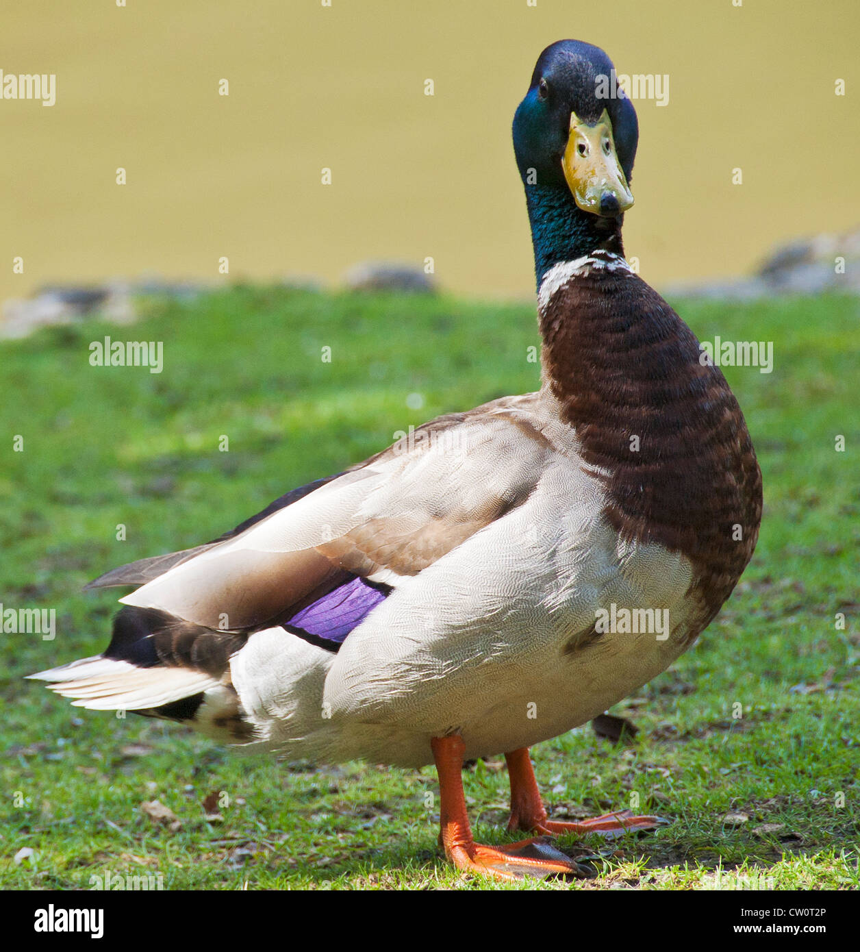 proud male duck on the river bank Stock Photo - Alamy