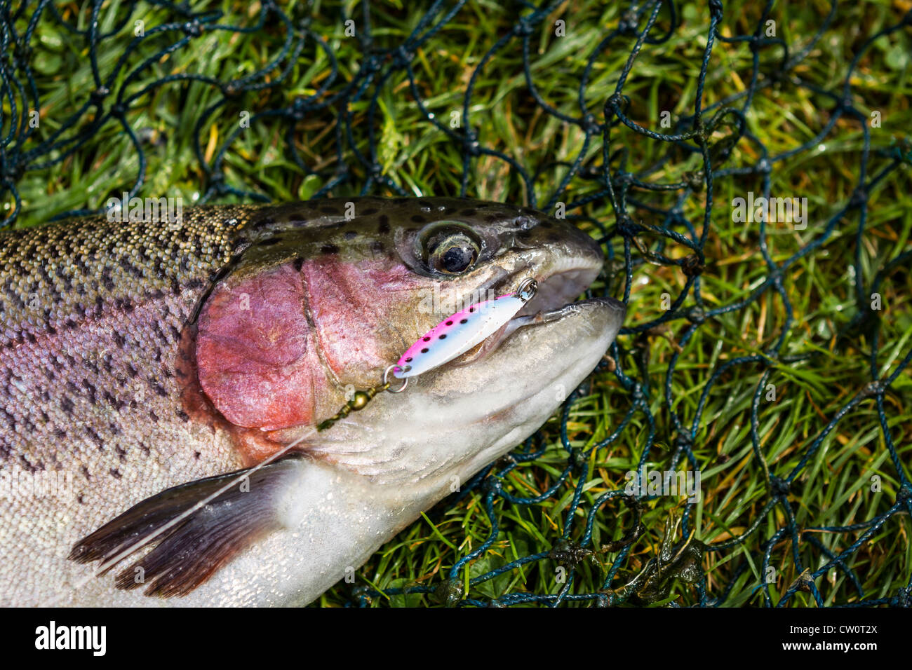 Large Rainbow Trout in net with lure in mouth on green grass background ...