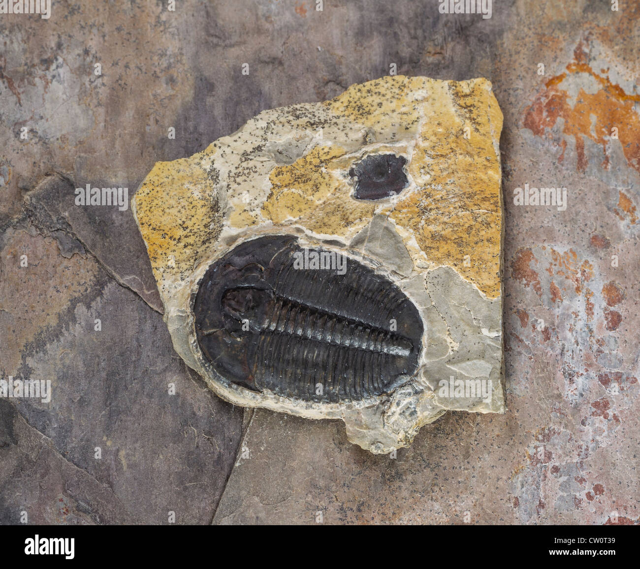 Trilobite Fossil In Stone High Resolution Stock Photography and Images ...