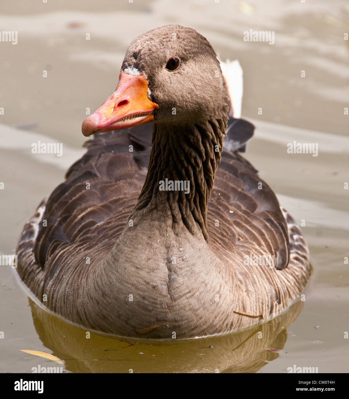 Brown duck in a lake Stock Photo - Alamy