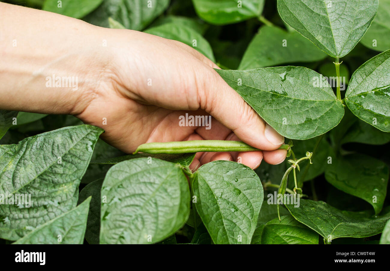 Hand picking home grown green beans during summer Stock Photo - Alamy