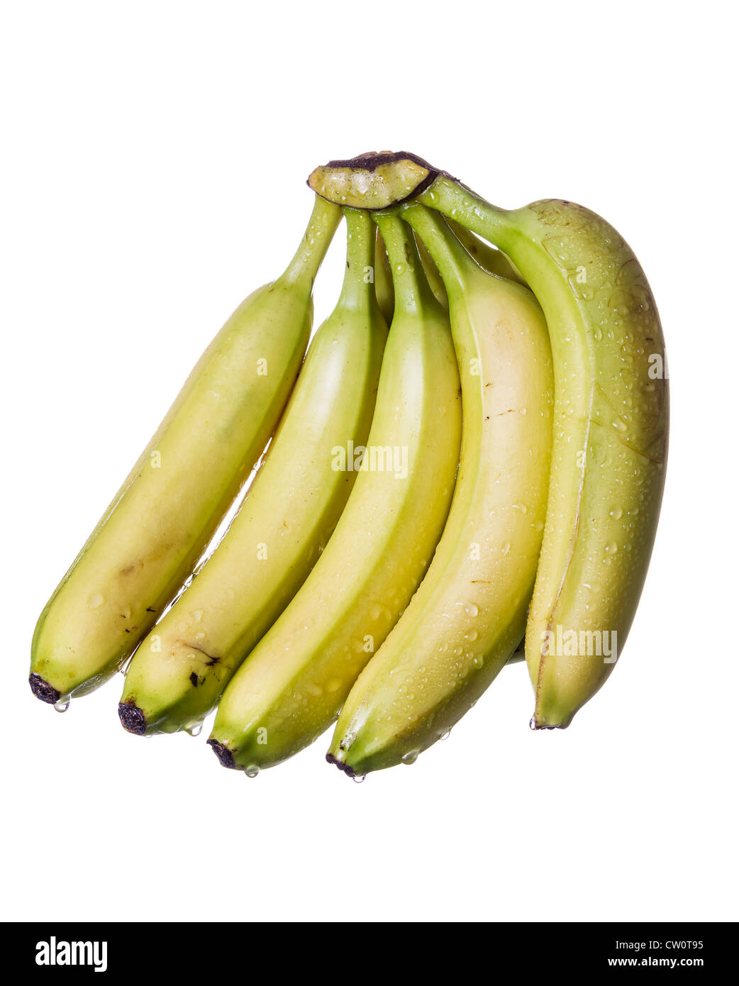 Raw yellow bananas in large bunch with water drops on white background ...