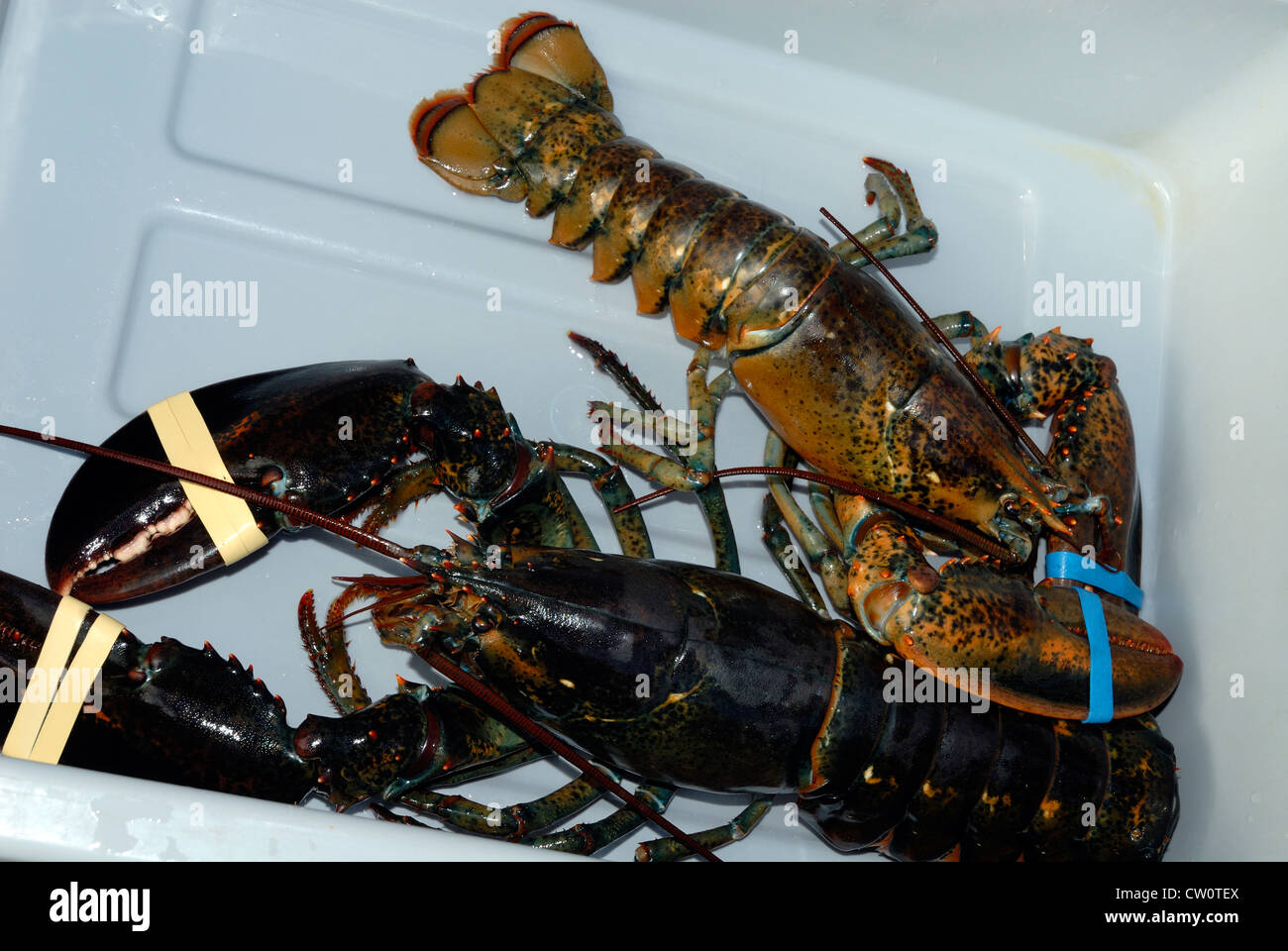 Fresh Live American Lobster ( Homarus americanus ), On Sale Ready For ...