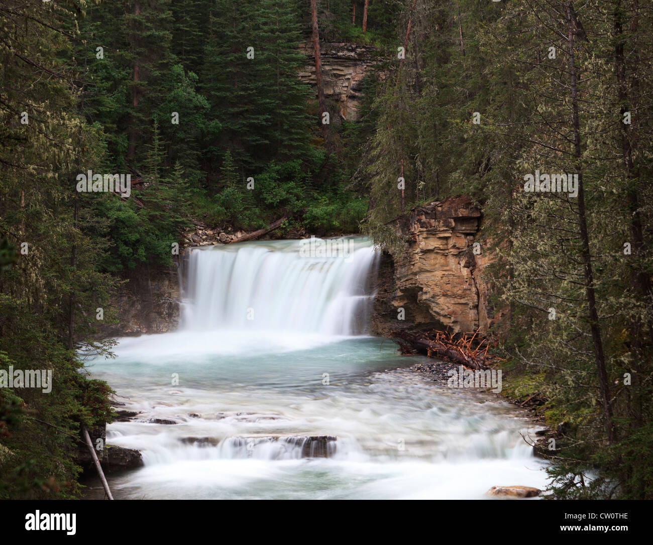 Cascading stream in a forest in Canadian Rockies Stock Photo - Alamy