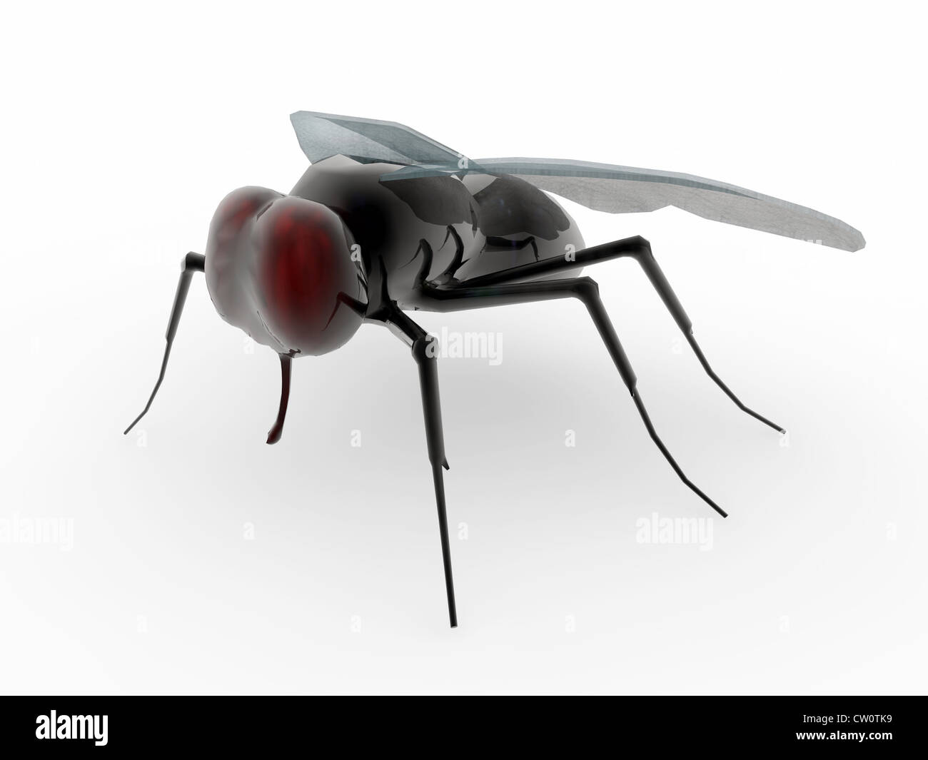 fly isolated on white background Stock Photo - Alamy
