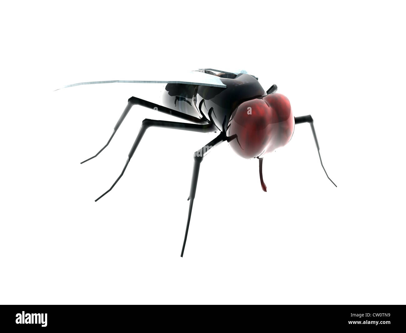 fly isolated on white background Stock Photo - Alamy