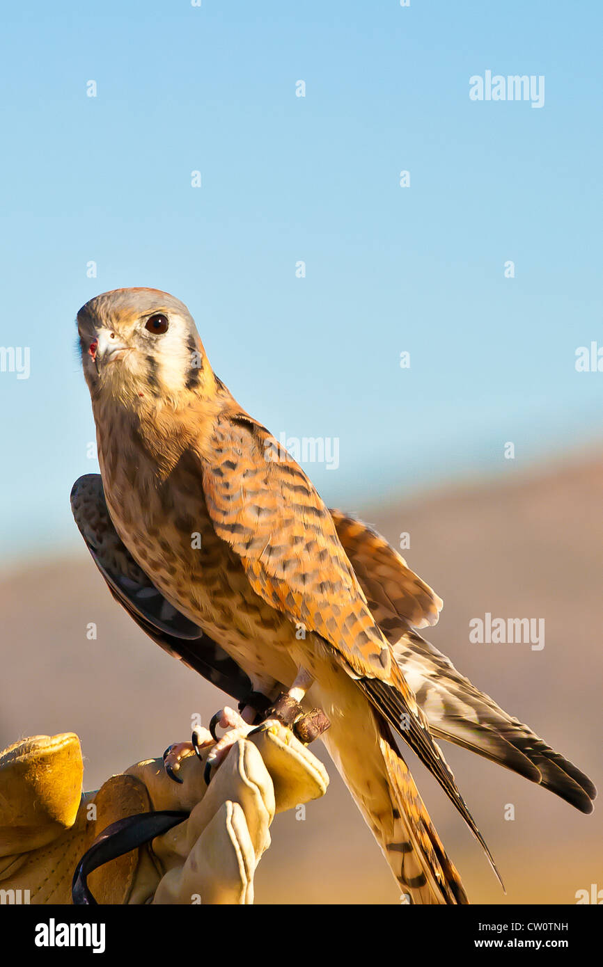 world's smallest falcon Stock Photo - Alamy
