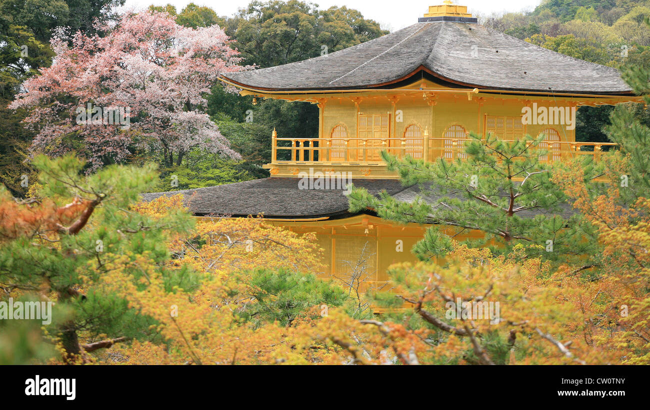 Top of golden pavilion temple, Kinkakuji, with colorful autumn trees at ...
