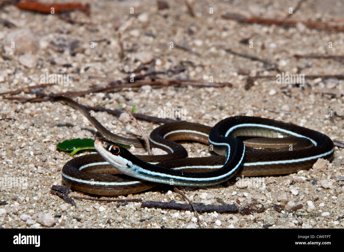 Bluestripe Ribbon Snake (Thamnophis sauritus nitae Stock Photo - Alamy