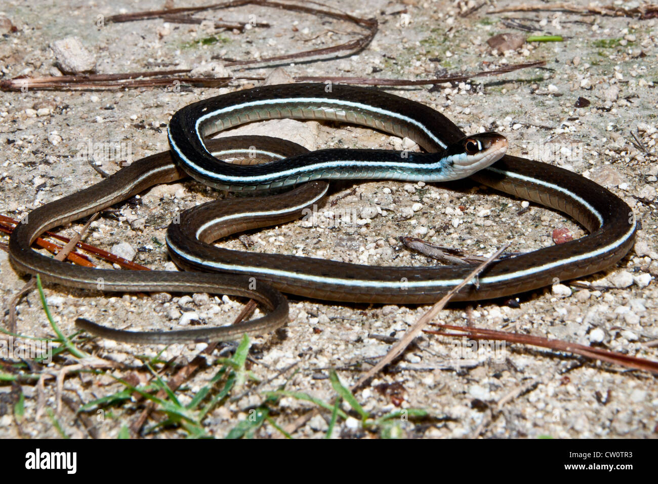 Bluestripe Ribbon Snake (Thamnophis sauritus nitae Stock Photo - Alamy