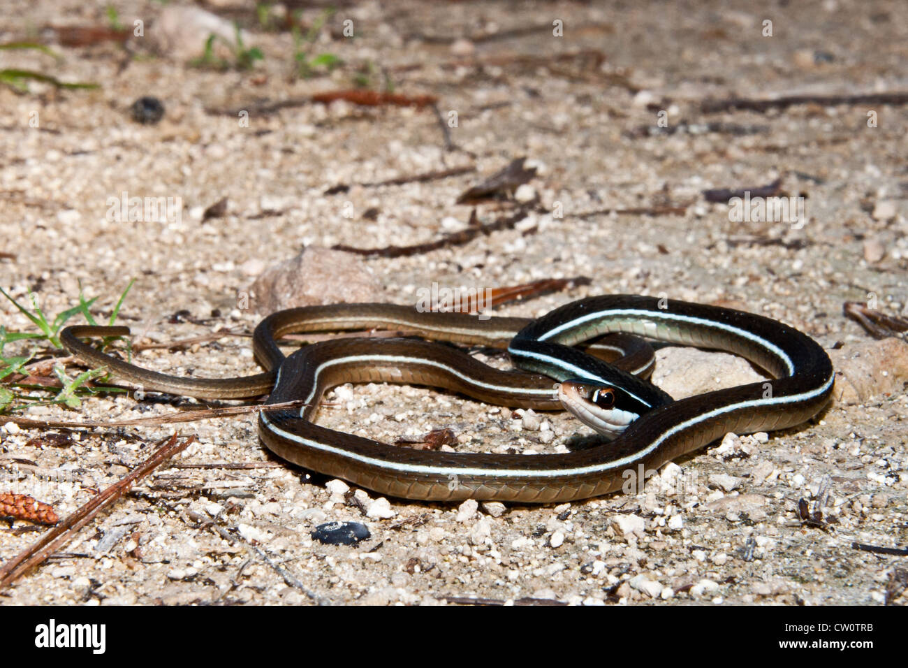 Bluestripe Ribbon Snake (Thamnophis sauritus nitae Stock Photo - Alamy