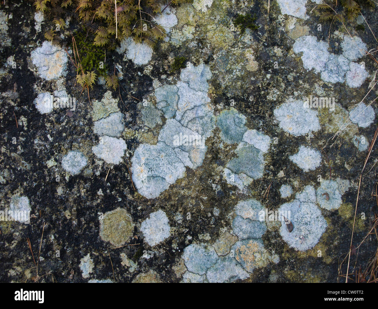 different types of lichen and moss on stone Stock Photo - Alamy