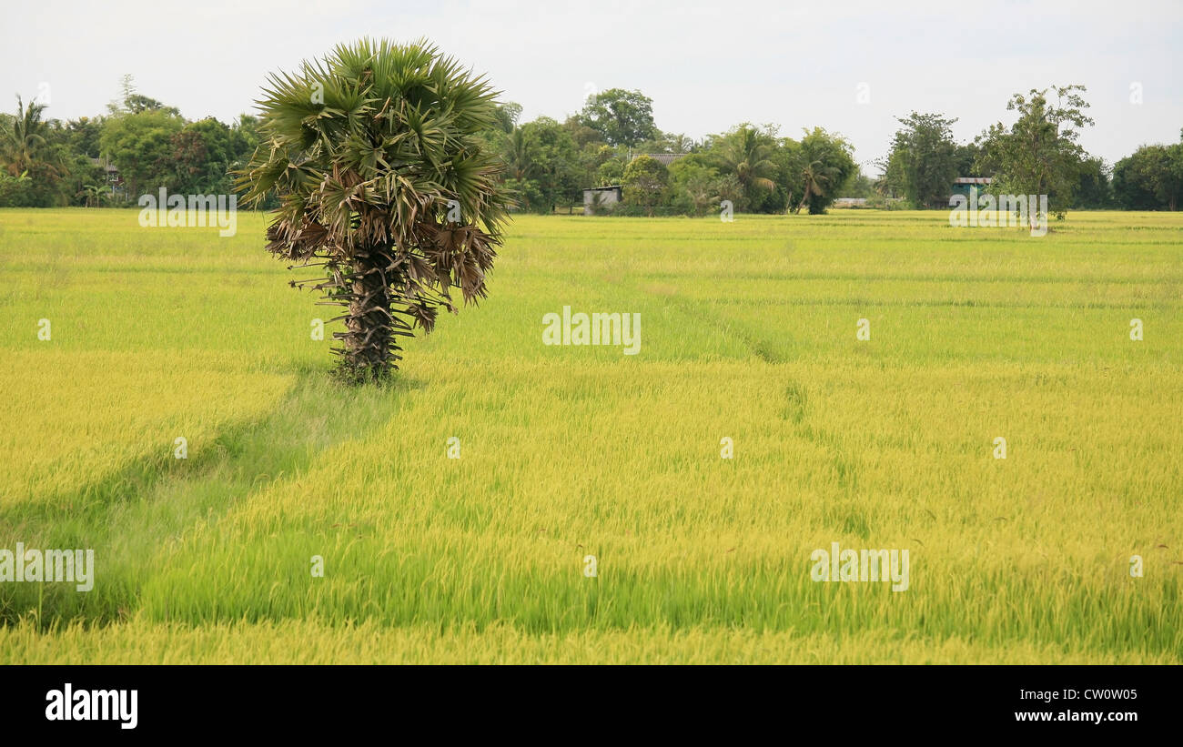 Isolated palm tree on the rice field Stock Photo - Alamy