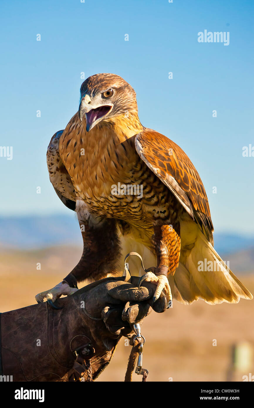 Ferruginous hawk tethered to handler's leather glove Stock Photo - Alamy