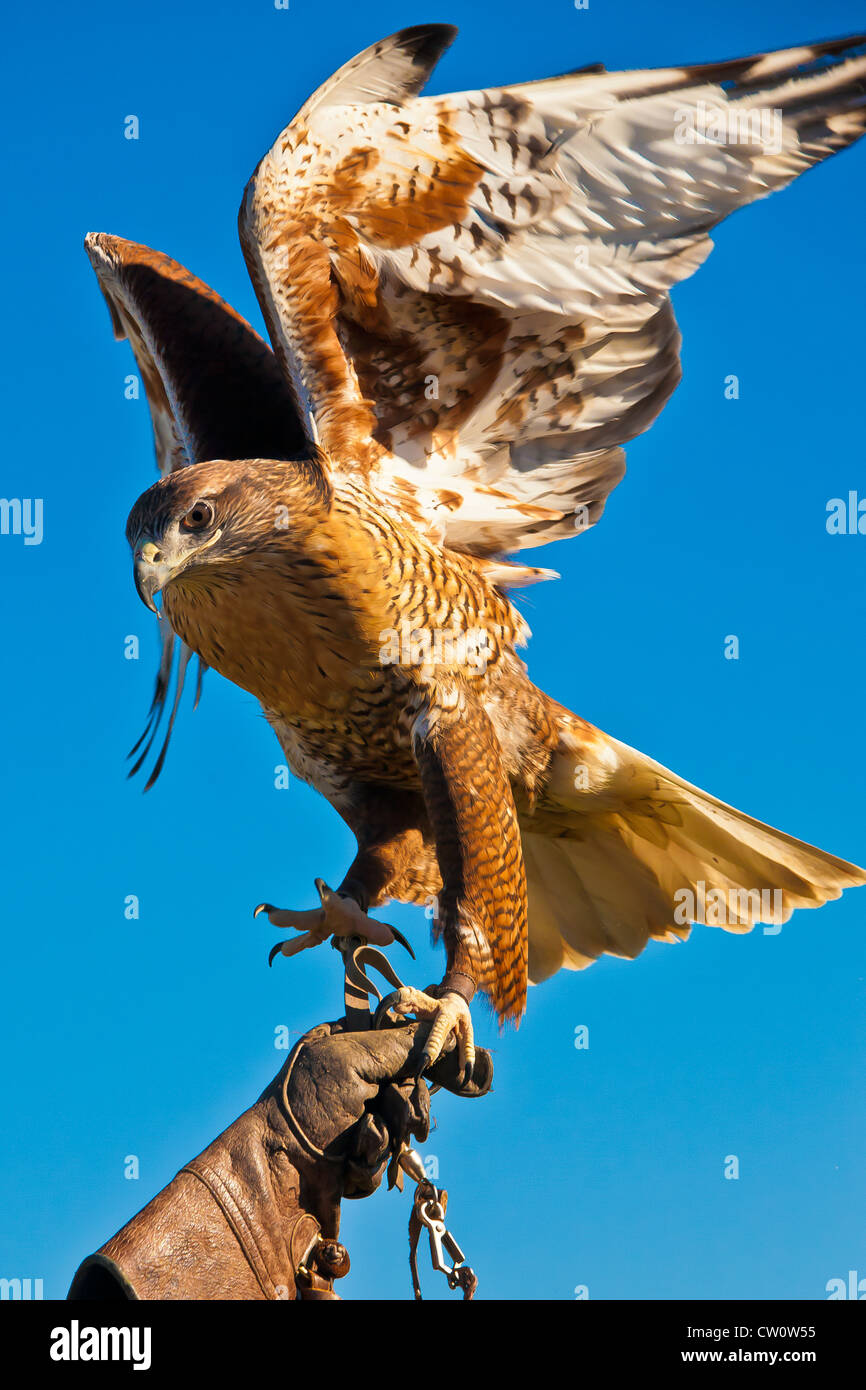 Ferruginous hawk tethered to handler's leather glove Stock Photo - Alamy
