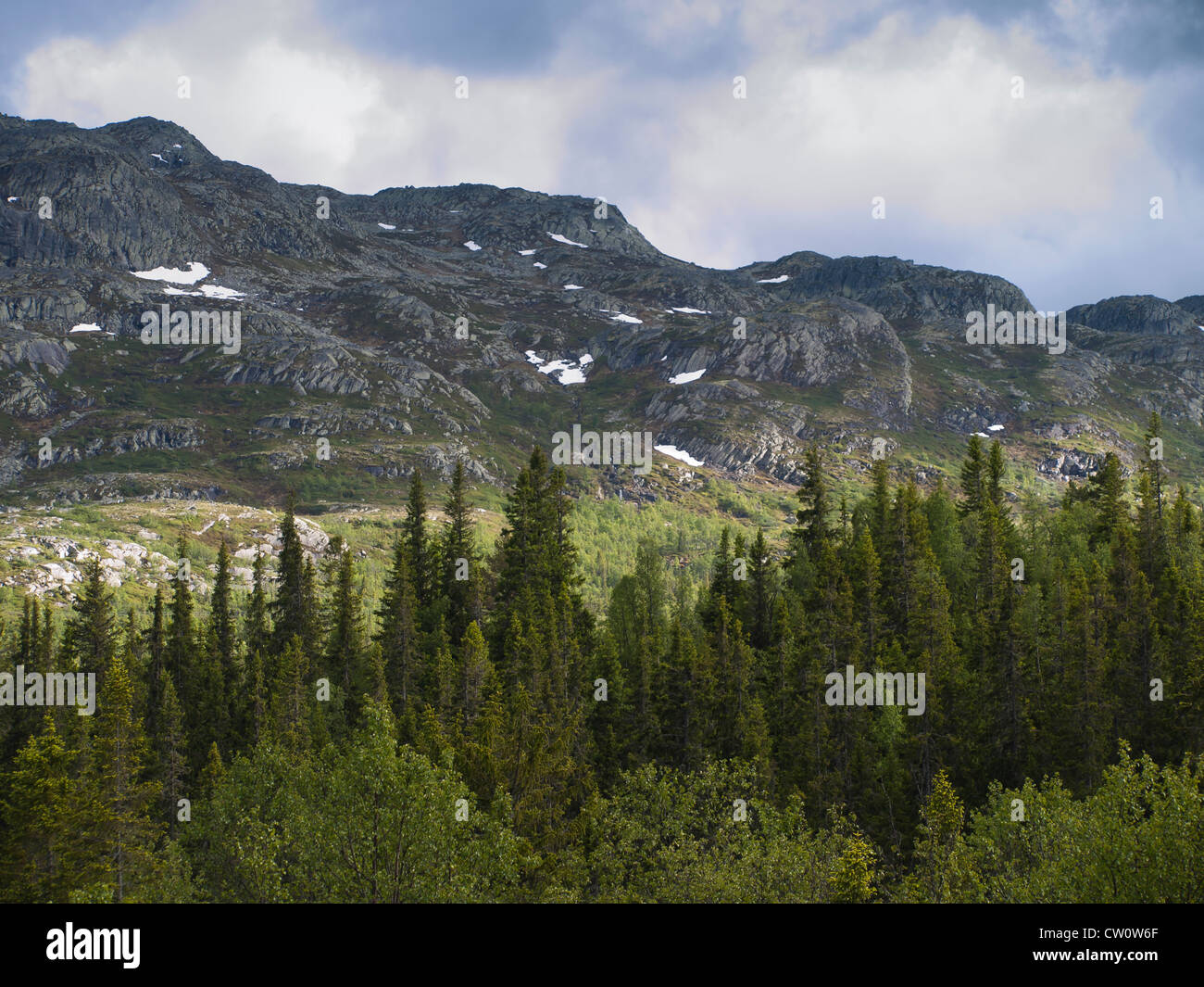 Mountain ridge with sunny spots and conifers in the Gaustablikk area of ...
