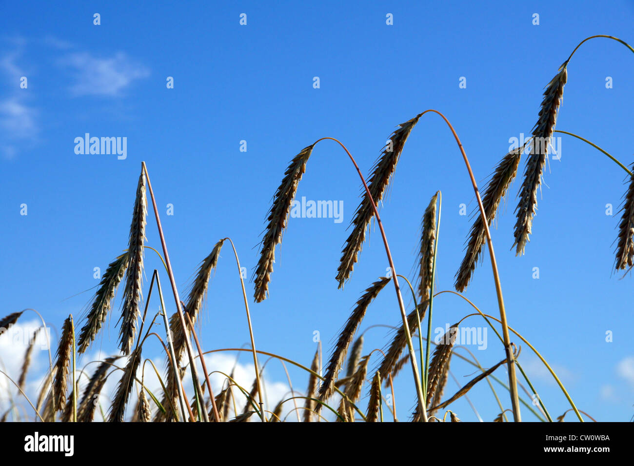 Growing in a farm hi-res stock photography and images - Alamy